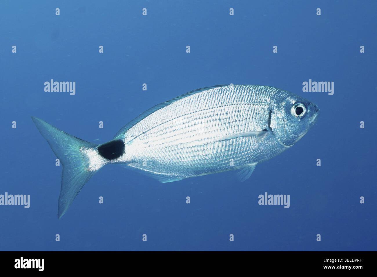 Banded sea bream (Oblada melanura Stock Photo - Alamy