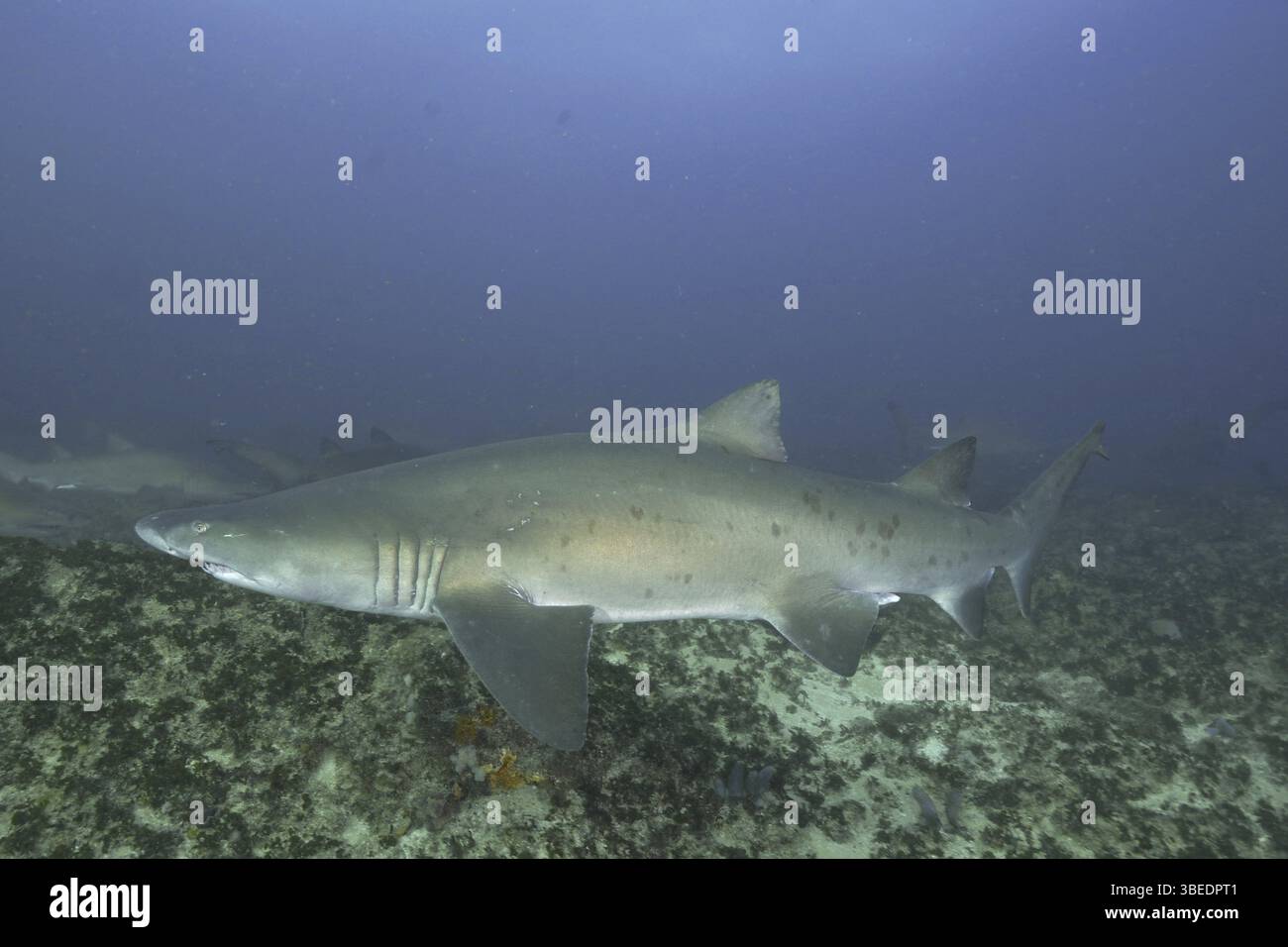Sand tiger shark (Carcharias taurus Stock Photo - Alamy