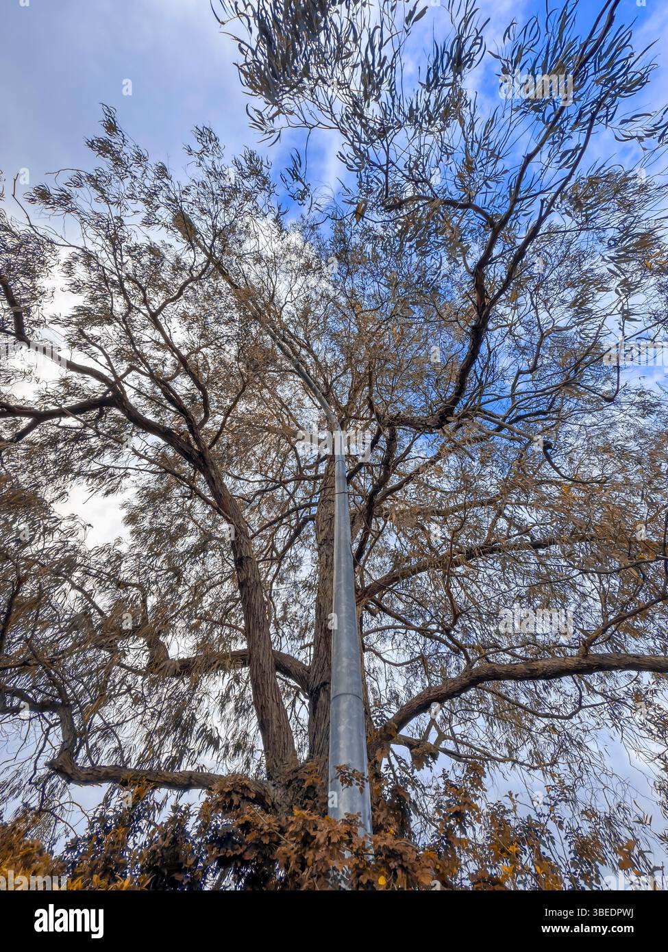 Photograph looking up through the branches and leaves of a large tree ...