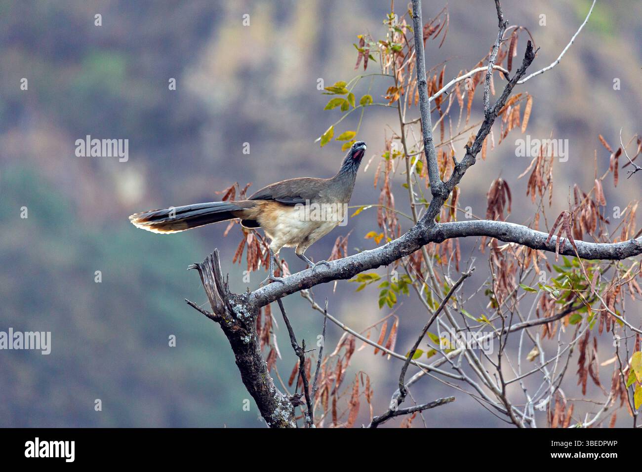 Chachalaca Birds at El Tepozteco Mountains. Amatlán, Morelos, Mexico ...