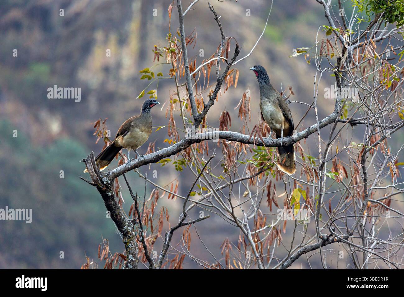 Chachalaca Birds at El Tepozteco Mountains. Amatlán, Morelos, Mexico ...