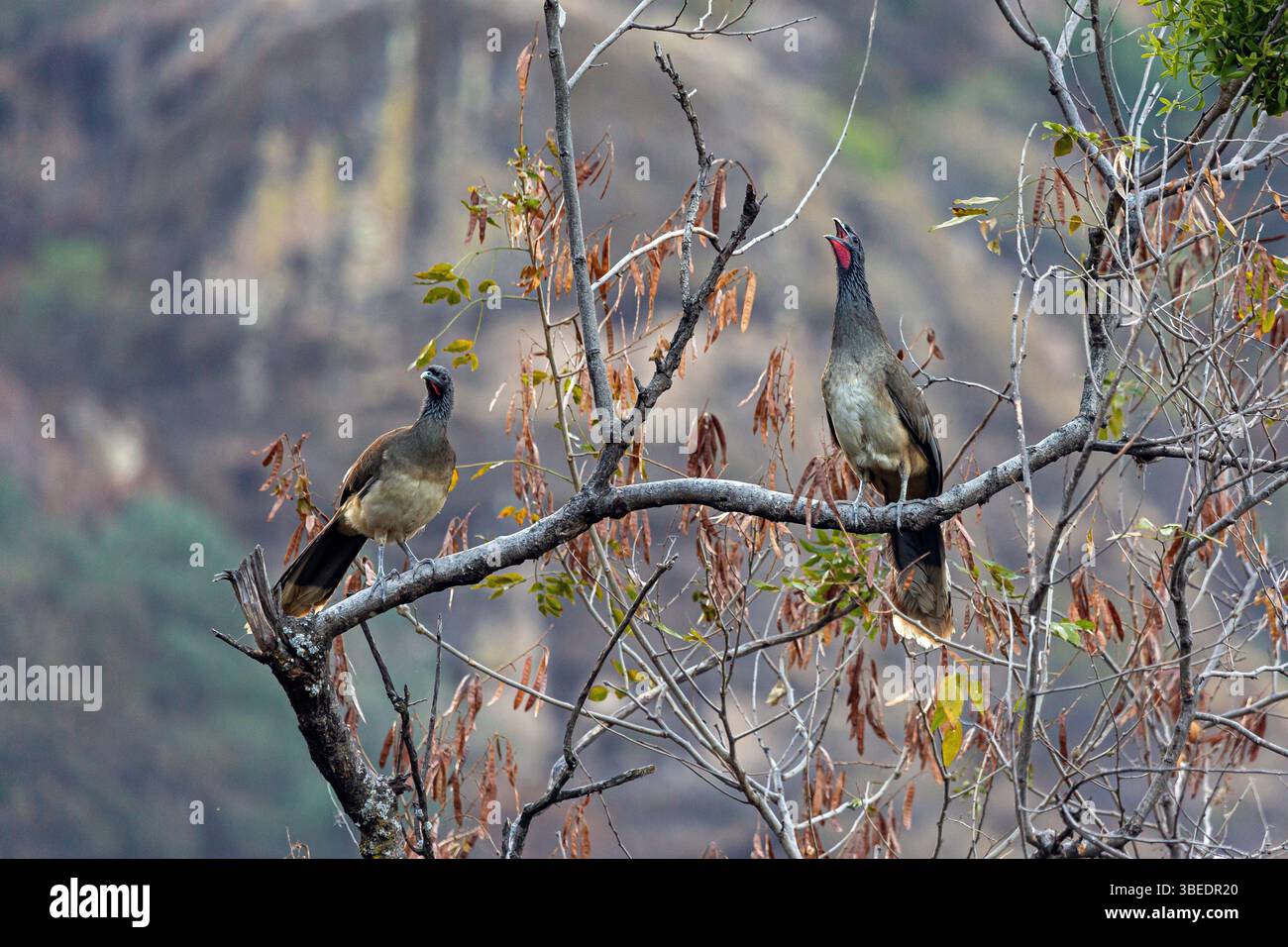 Chachalaca Birds at El Tepozteco Mountains. Amatlán, Morelos, Mexico ...