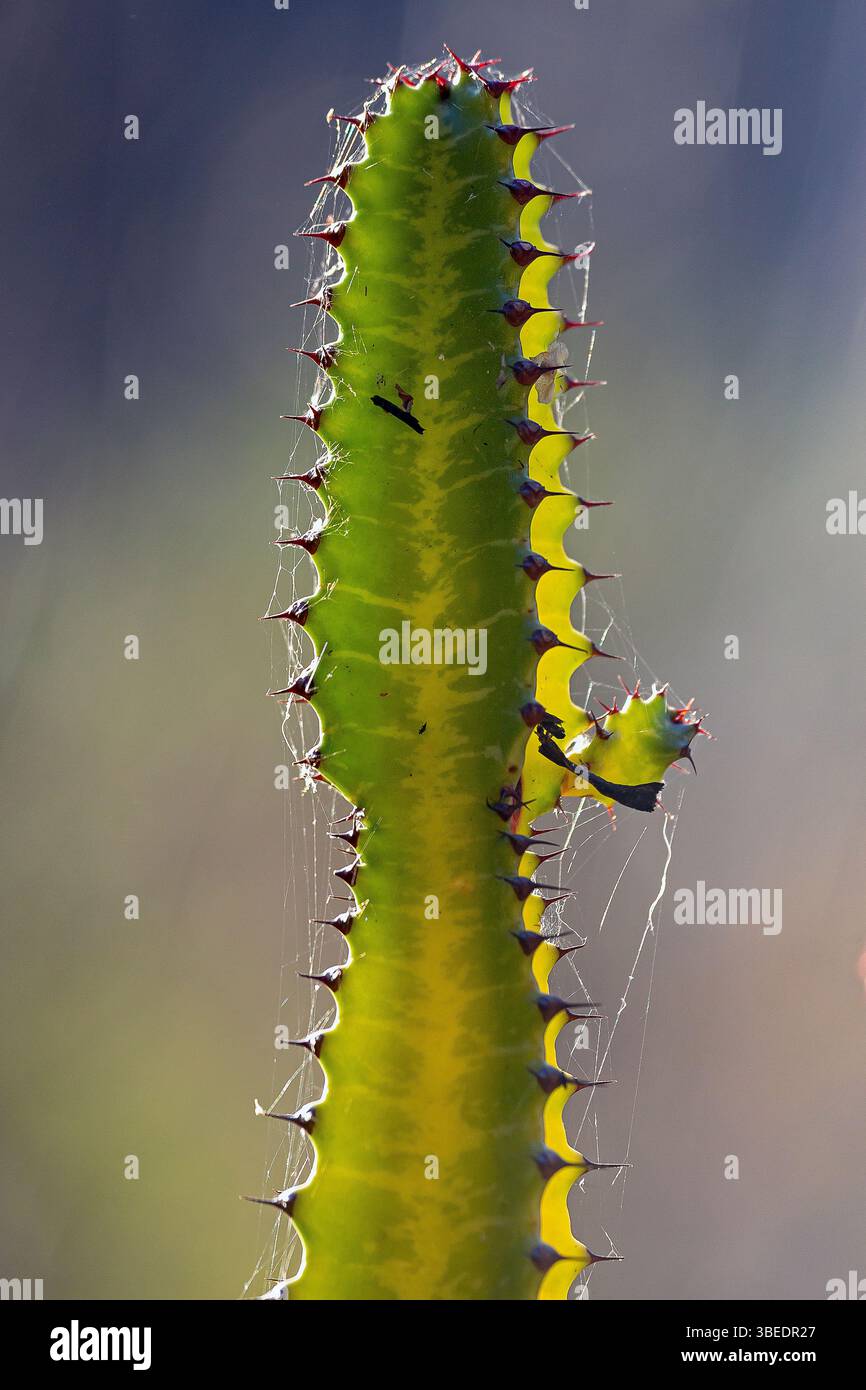 Euphorbia. Cactus Plant. Amatlán, Morelos, Mexico Stock Photo - Alamy