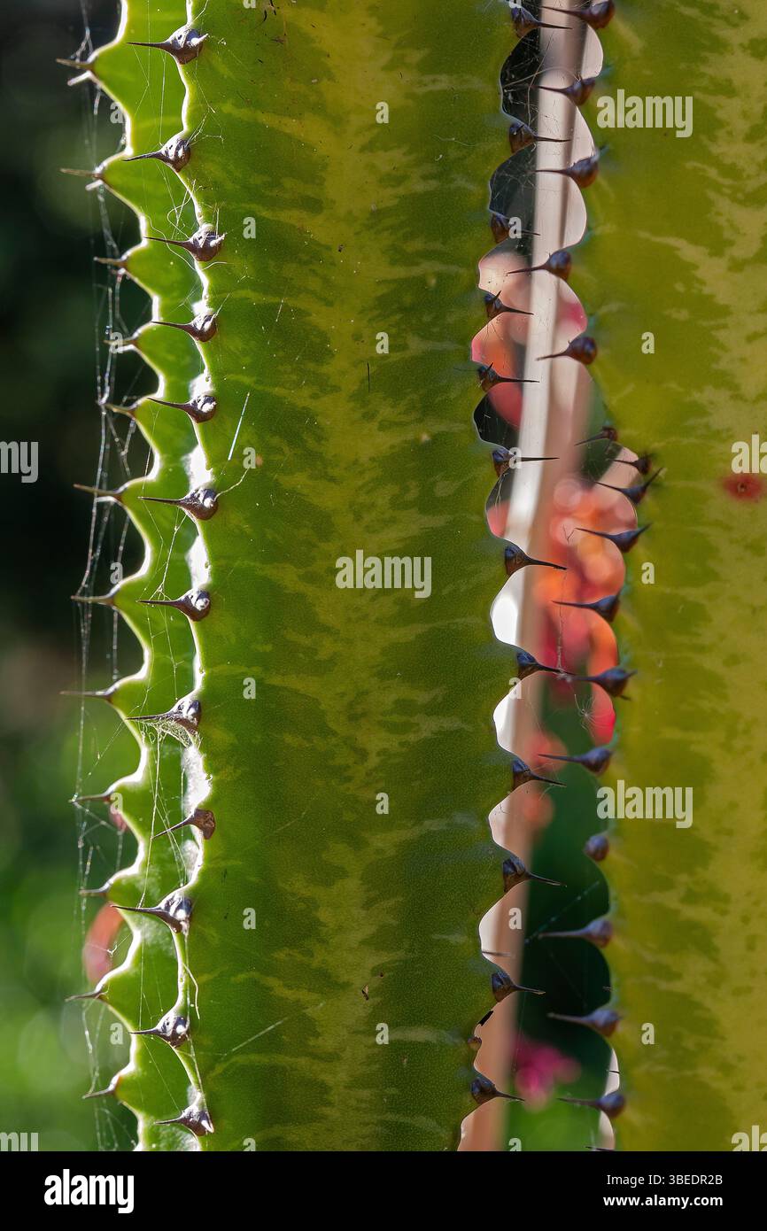 Euphorbia. Cactus Plant. Amatlán, Morelos, Mexico Stock Photo - Alamy