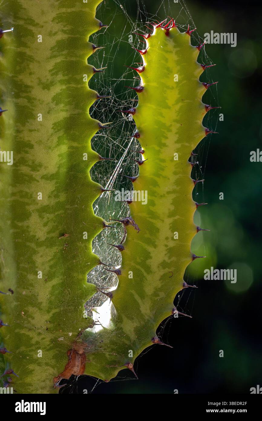 Euphorbia. Cactus Plant. Amatlán, Morelos, Mexico Stock Photo - Alamy