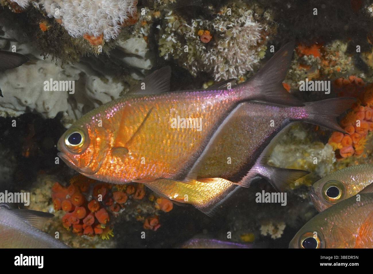 Schwenk's hatchetfish (Pempheris schwenkii Stock Photo - Alamy