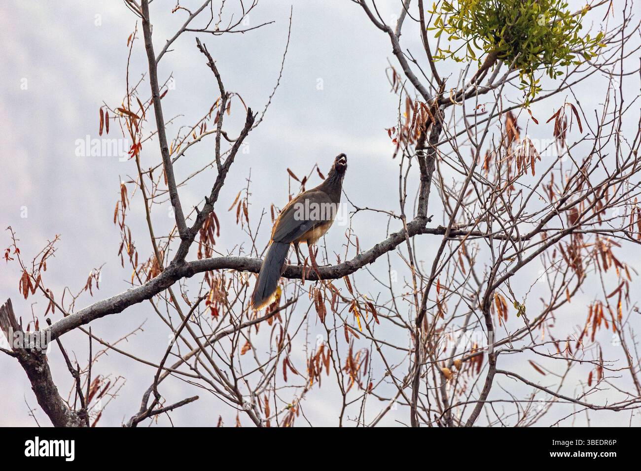 Chachalaca Birds at El Tepozteco Mountains. Amatlán, Morelos, Mexico ...