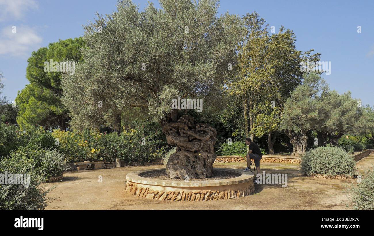 Old olive tree historic hi-res stock photography and images - Alamy