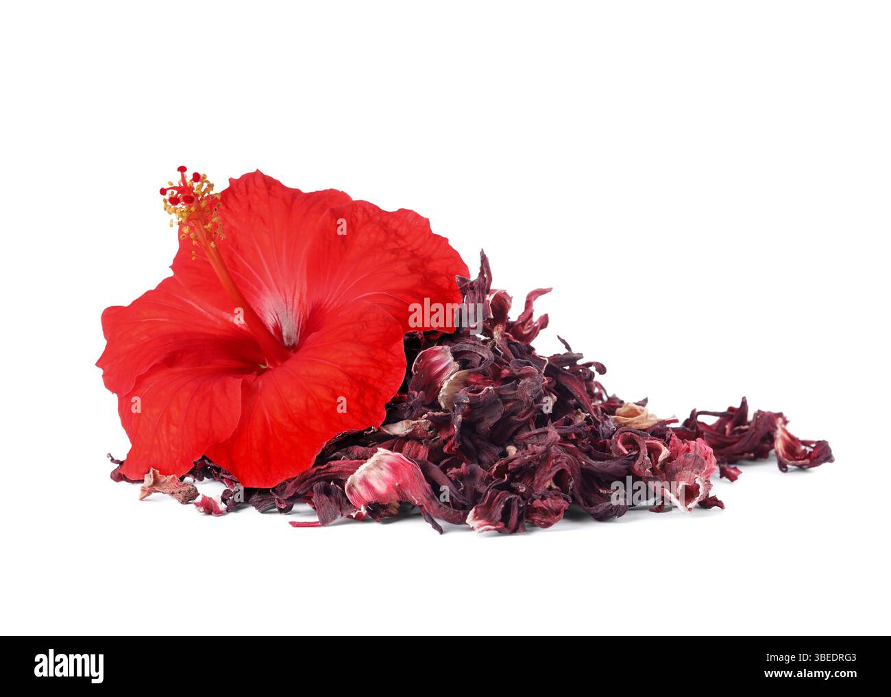 Red hibiscus flower and dried calyces on white background Stock Photo ...