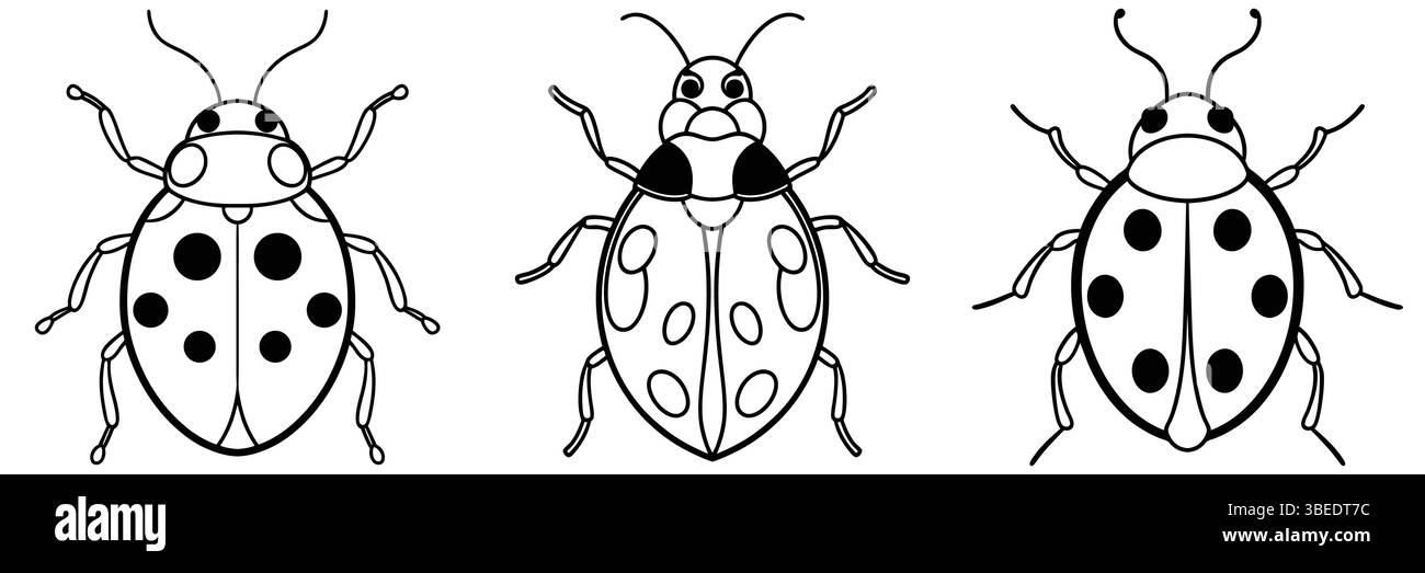 A beetle, a vector illustration of an insect bug, ladybugs, bundle of ...