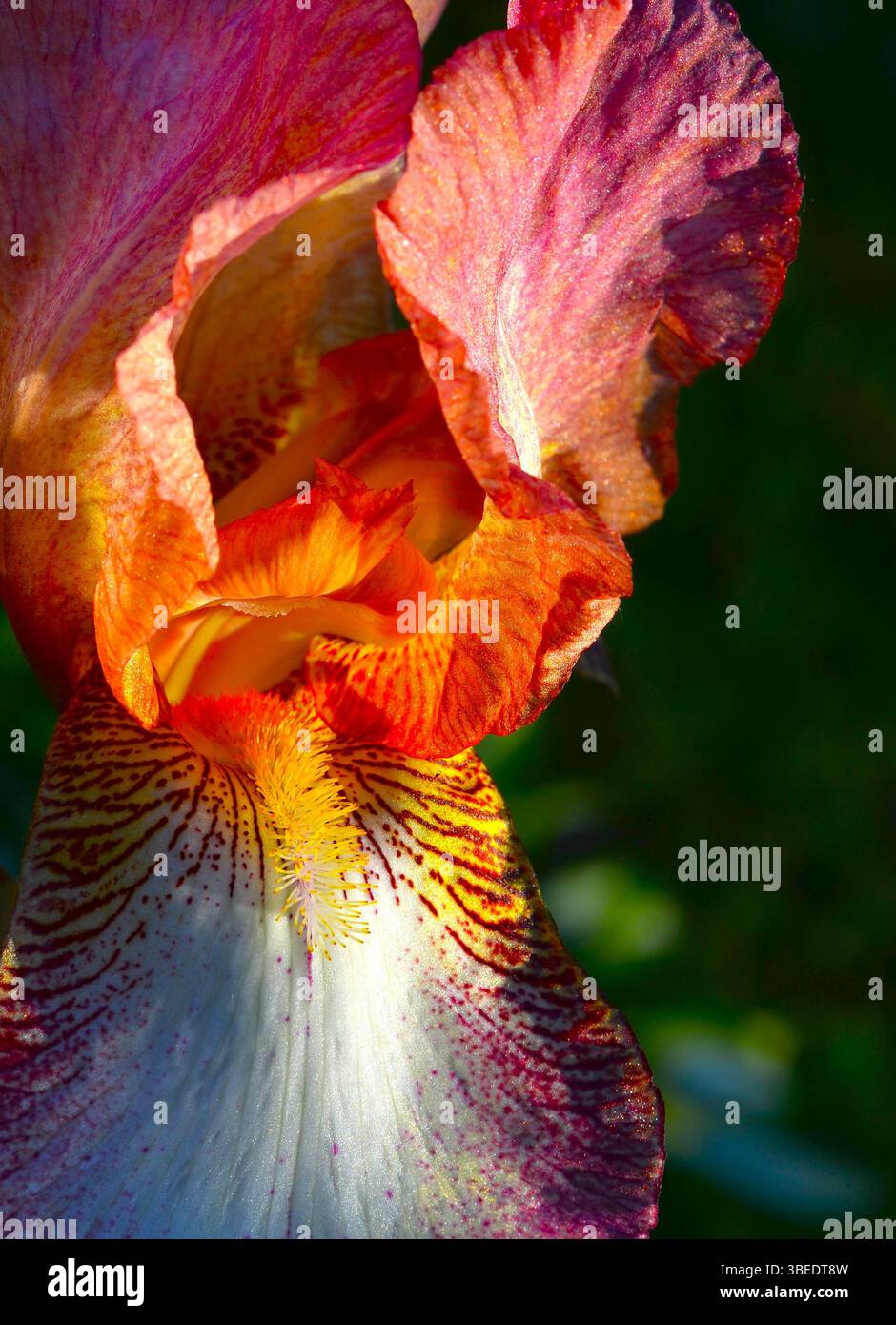 Long stigma flower hi-res stock photography and images - Alamy