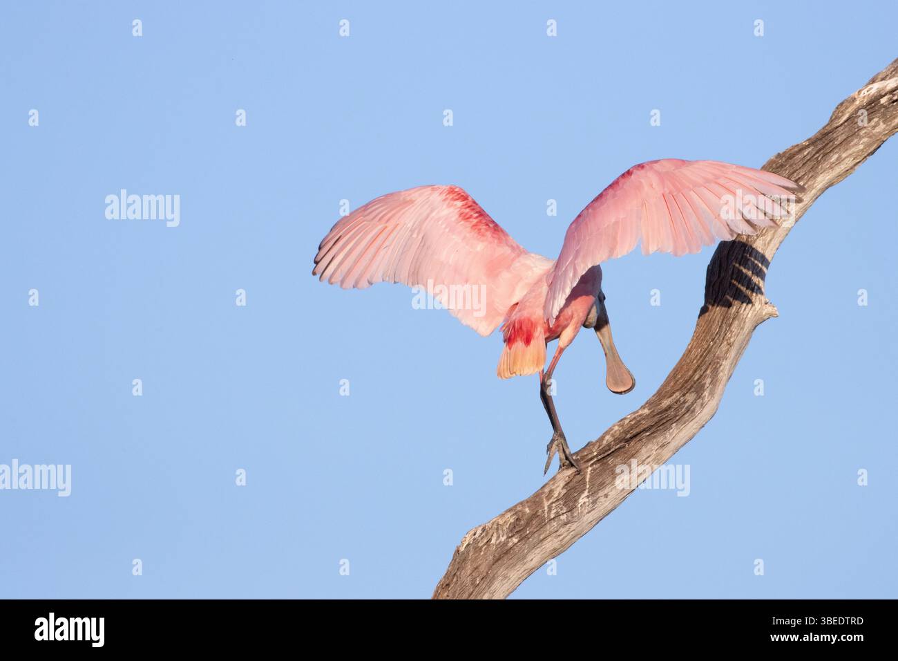 Orlando wetlands sunset hi-res stock photography and images - Alamy