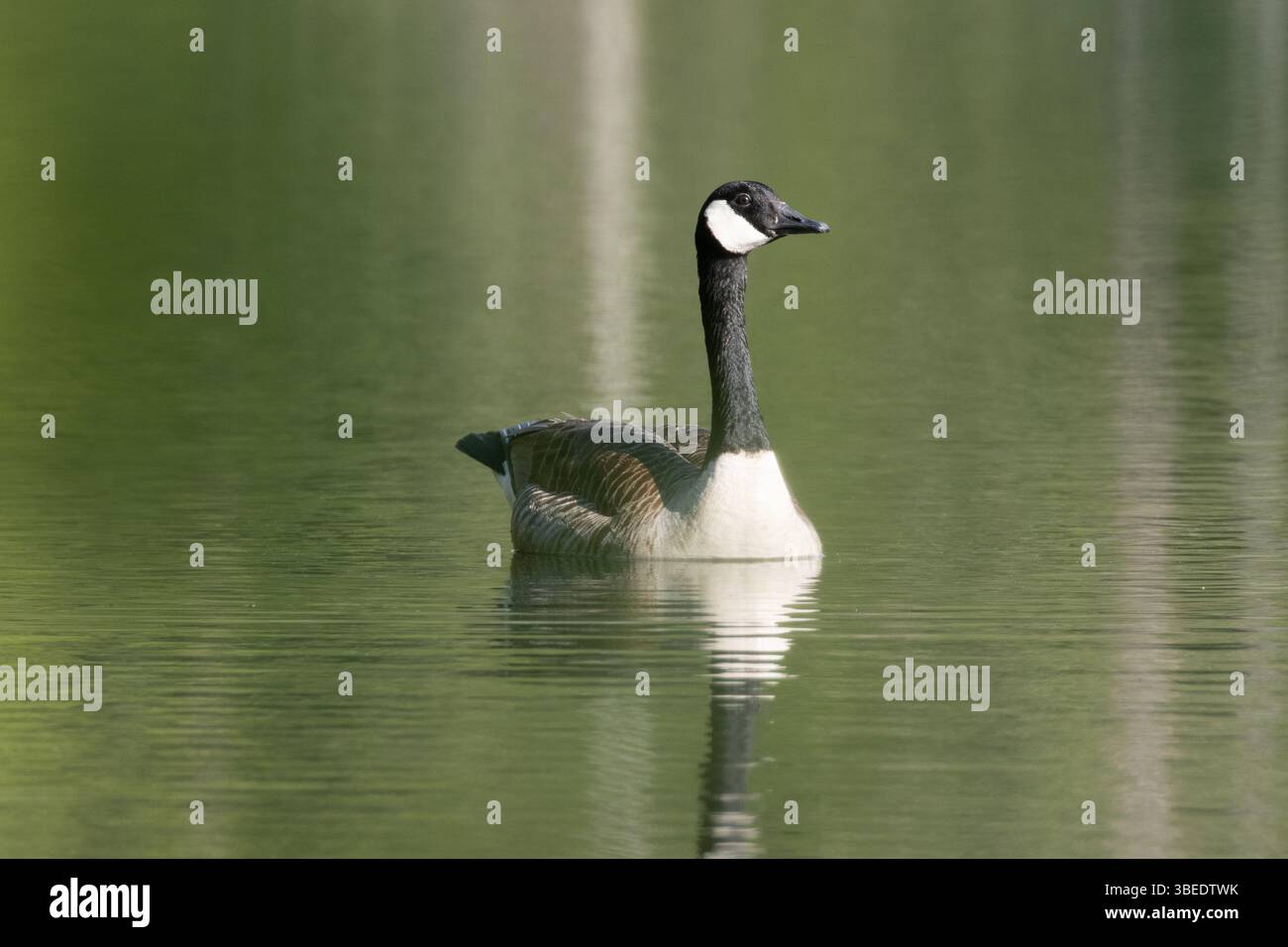 Millen bay hi-res stock photography and images - Alamy