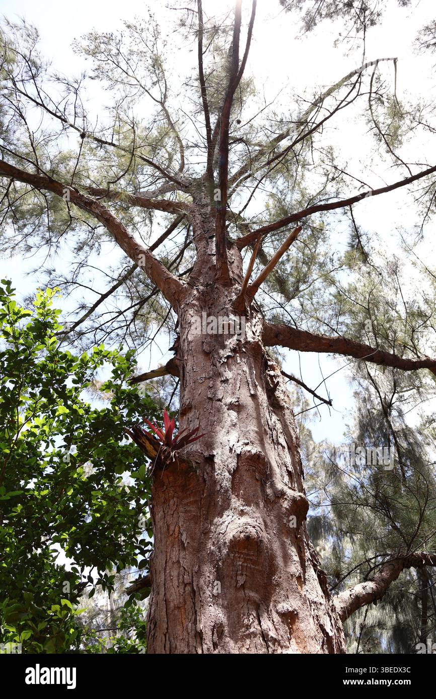 Pine tree hd wallpaper hi-res stock photography and images - Alamy