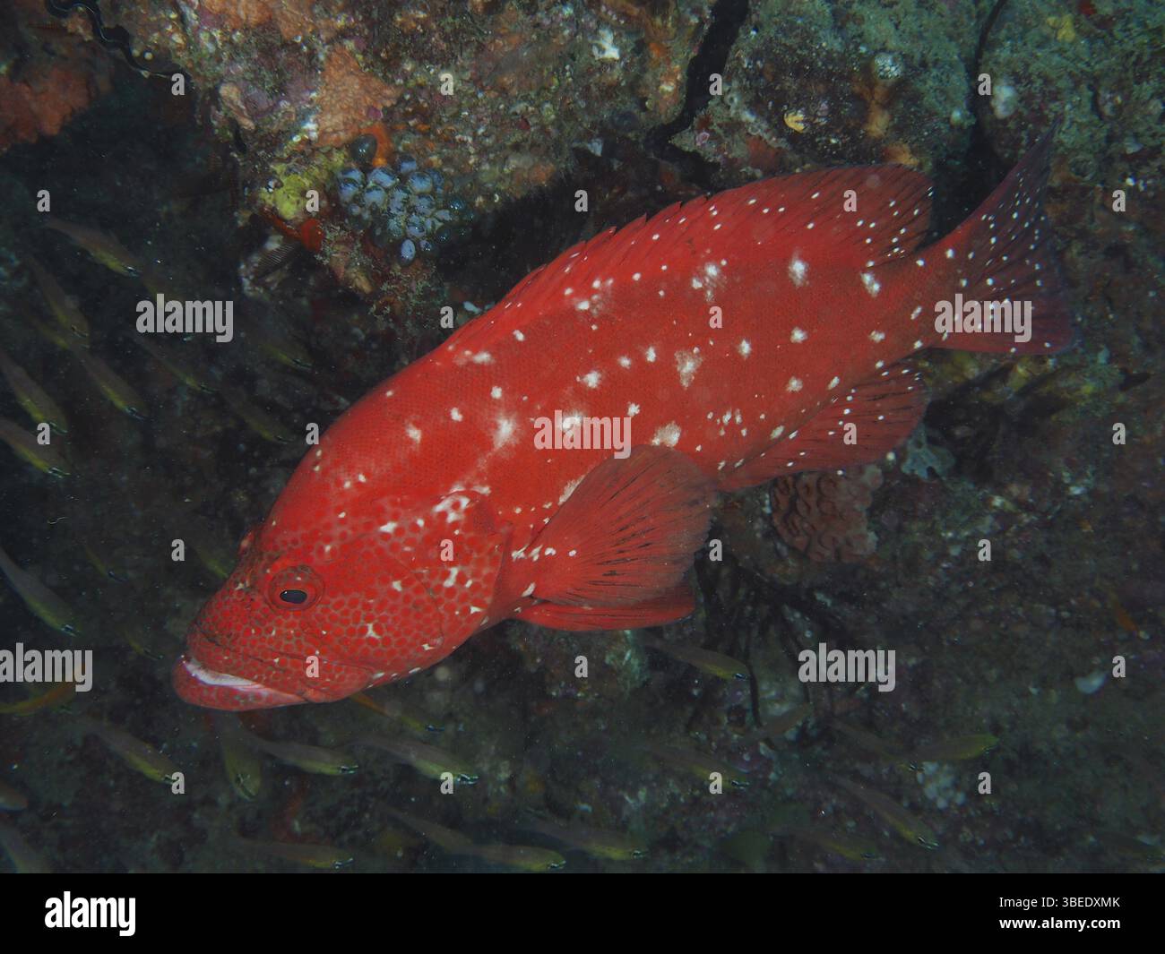Tomato grouper (Cephalopholis sonnerati Stock Photo - Alamy