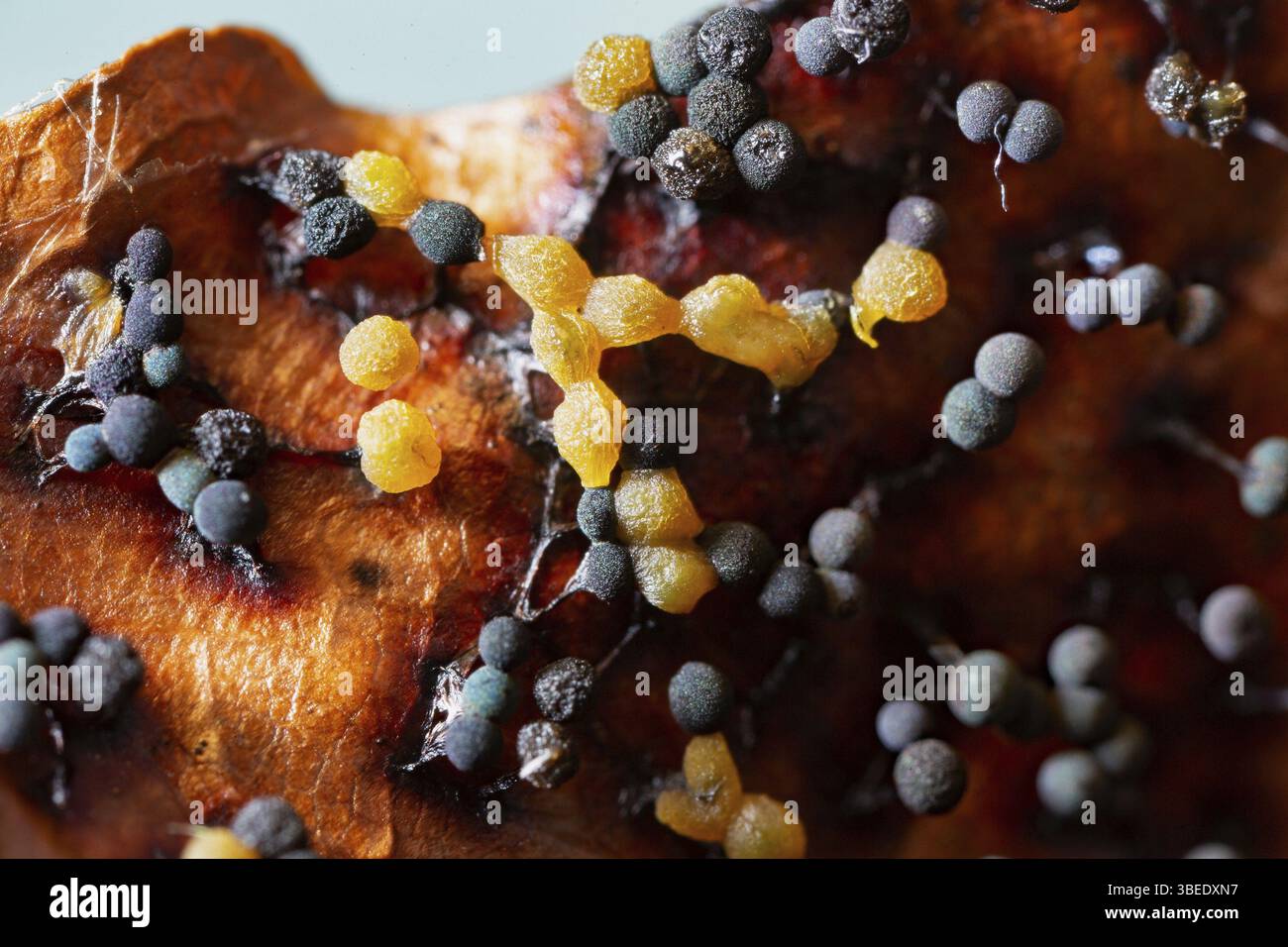 Filamentous fruit slime mould (Badhamia utricularis Stock Photo - Alamy
