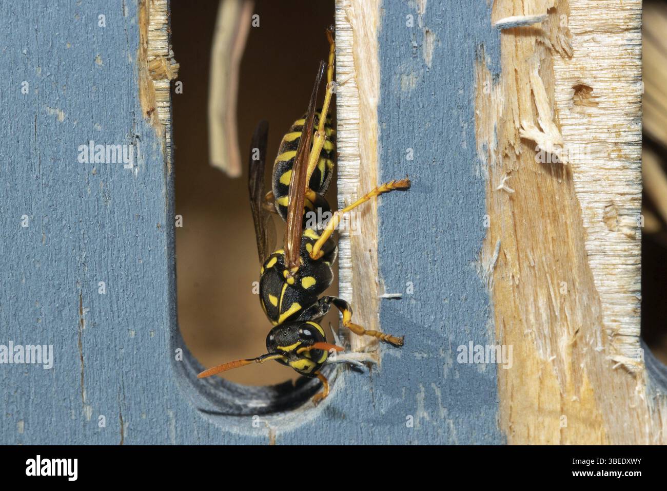 French field wasp (Polistes dominula Stock Photo - Alamy