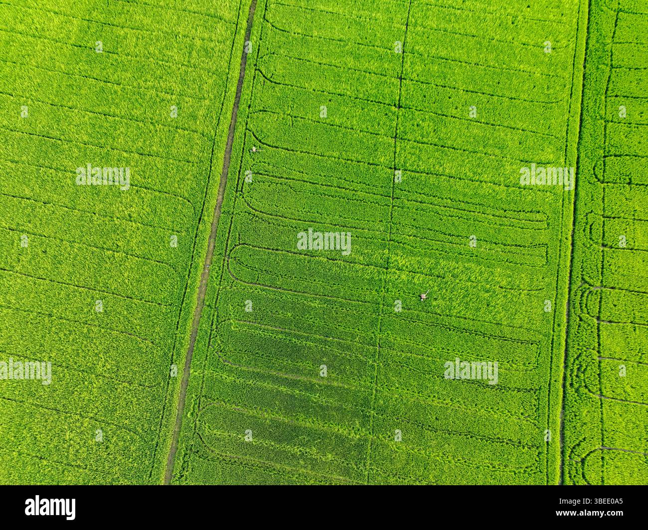 Aerial view of green rice fields with farming patterns. Climate change ...