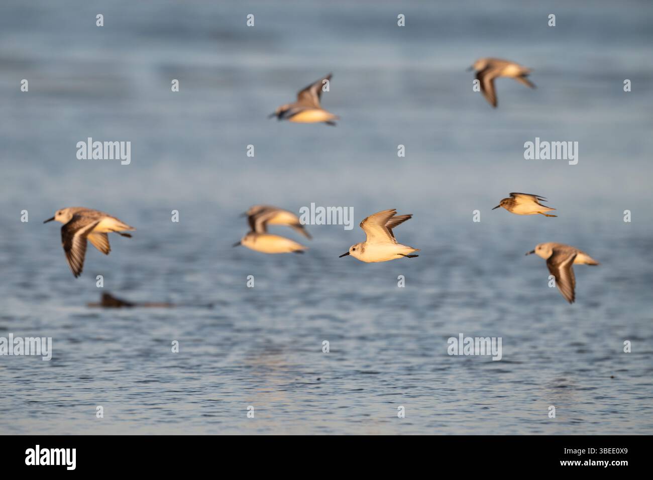 The flock of Sanderlings flying over ocean, Galveston, Texas, USA Stock ...