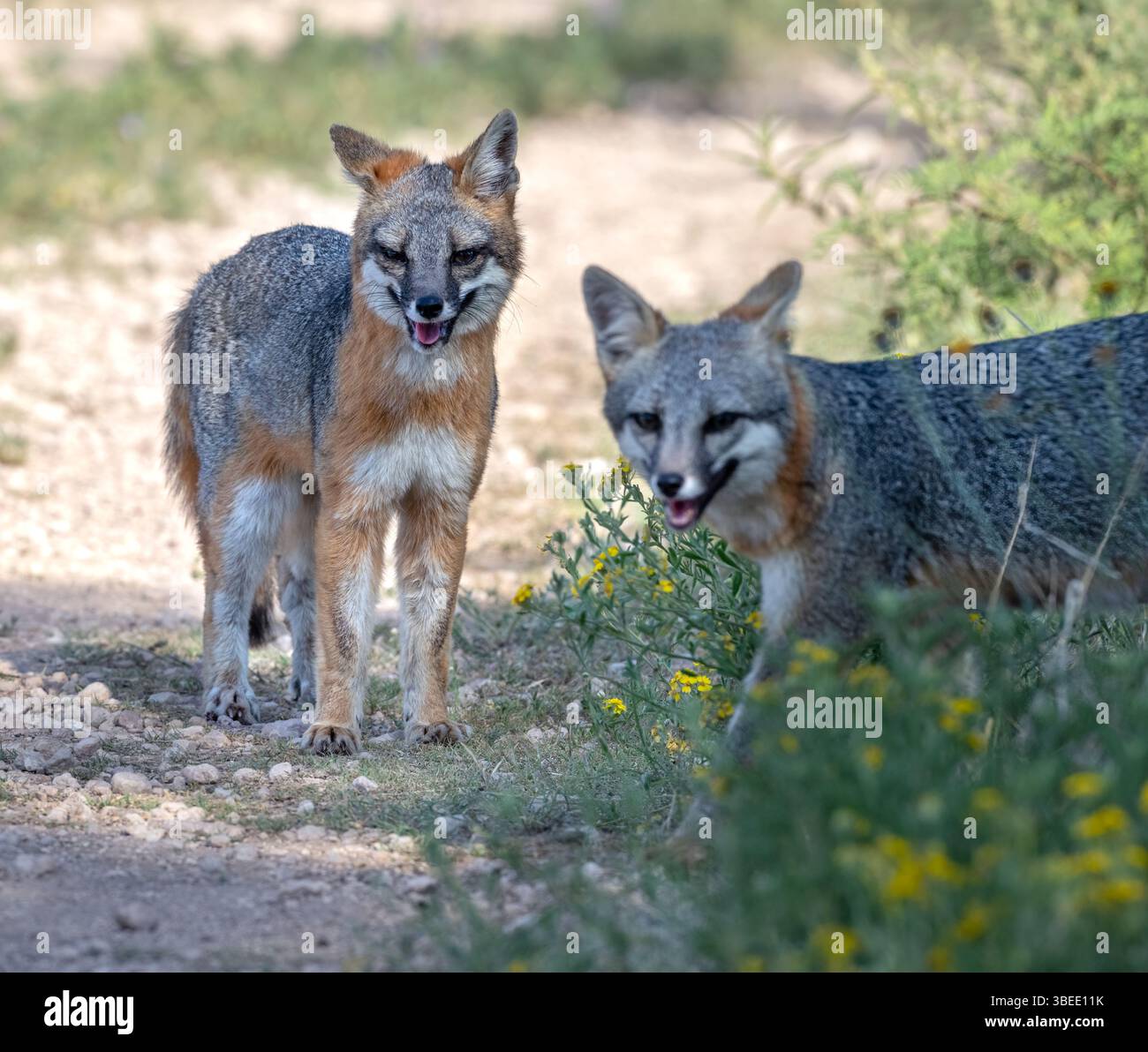 Two gray foxes (Urocyon cinereoargenteus) at Prairie Dog Town in ...