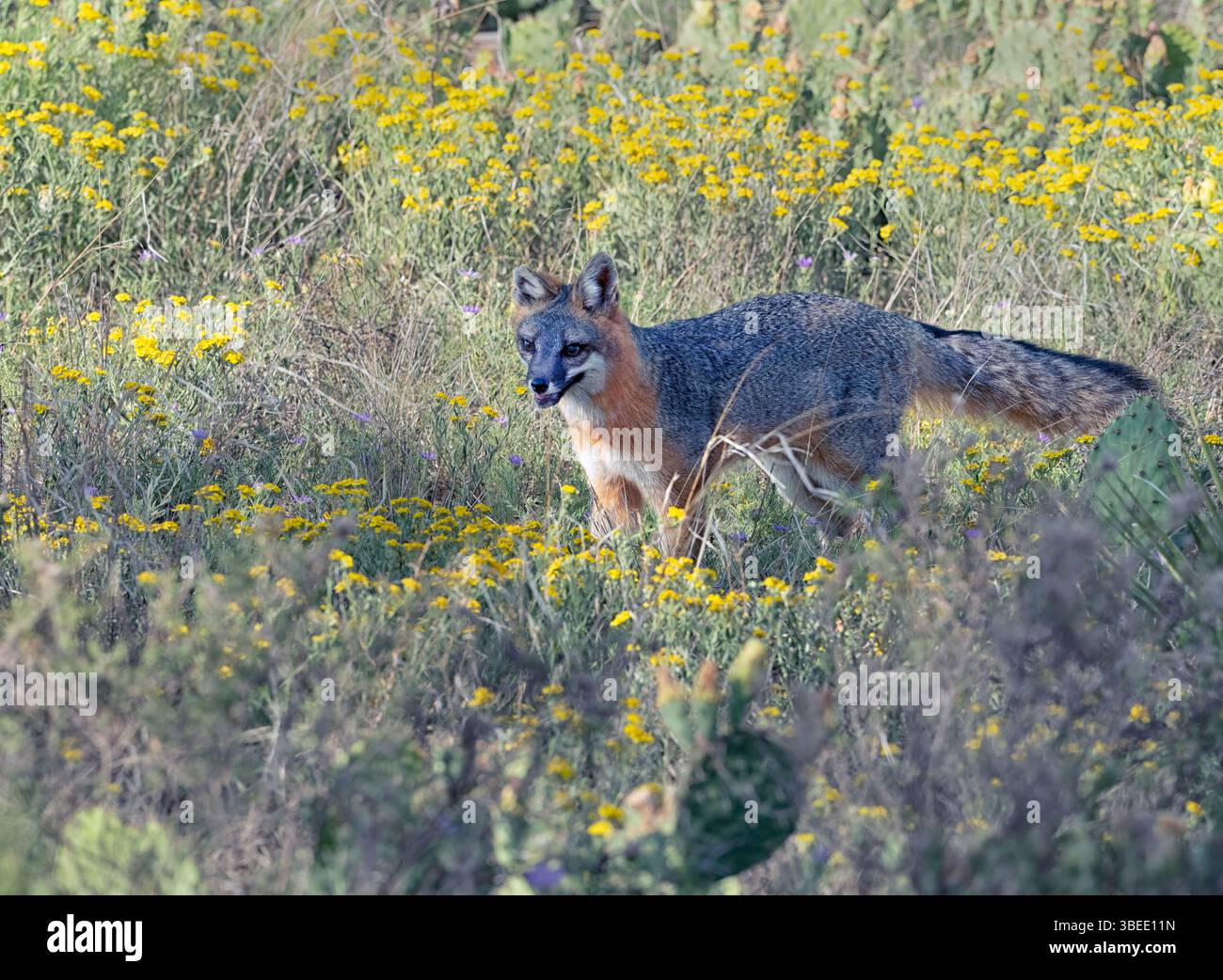 Gray fox (Urocyon cinereoargenteus) at Prairie Dog Town in Mackenzie Main City Park, Lubbock ...