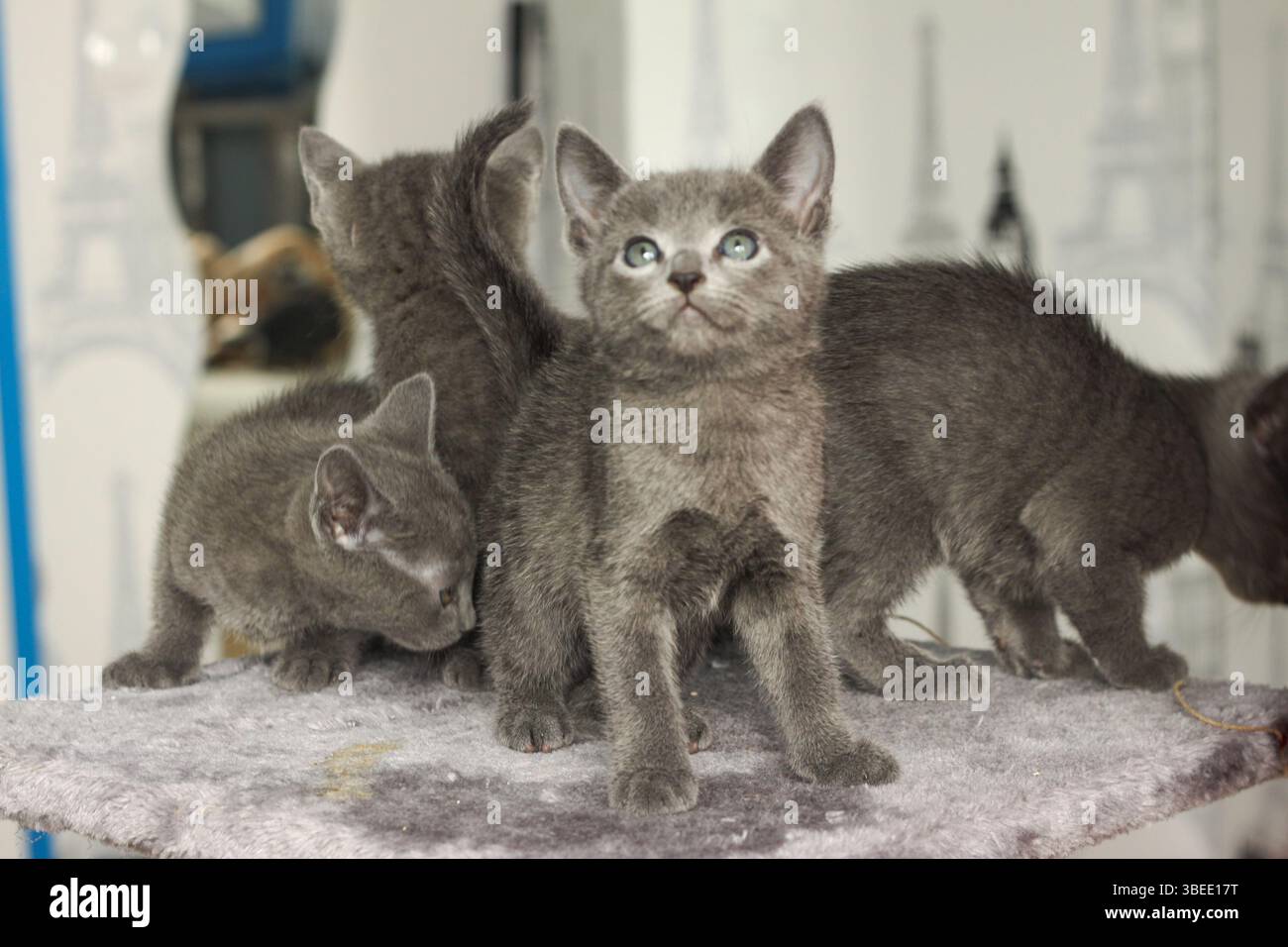 Four cute babies cats of Russian Blue breed standing around cat tree in ...