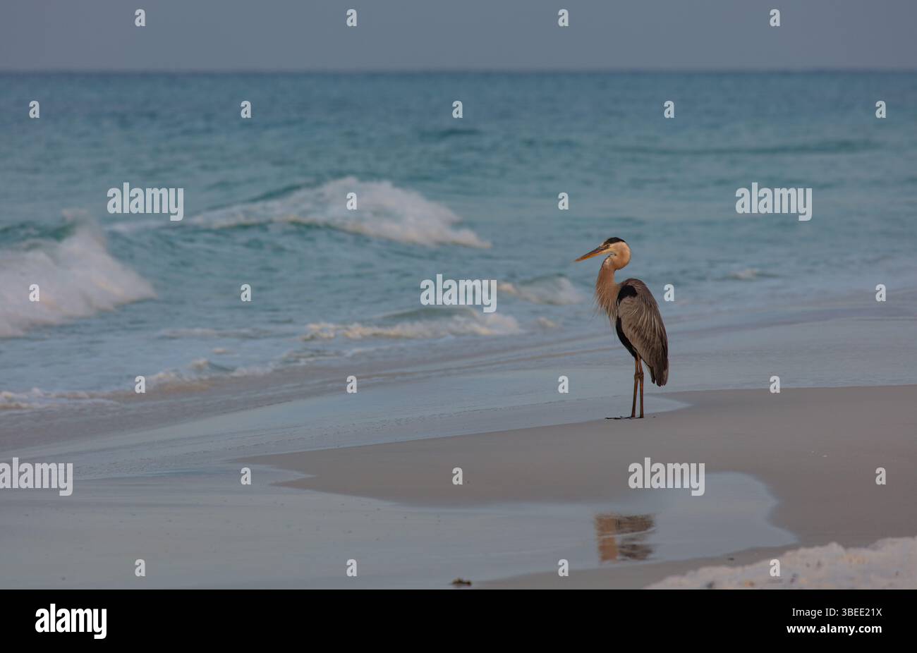 A Great Blue Heron stands on the beach at Top Sail Hill State Park in ...