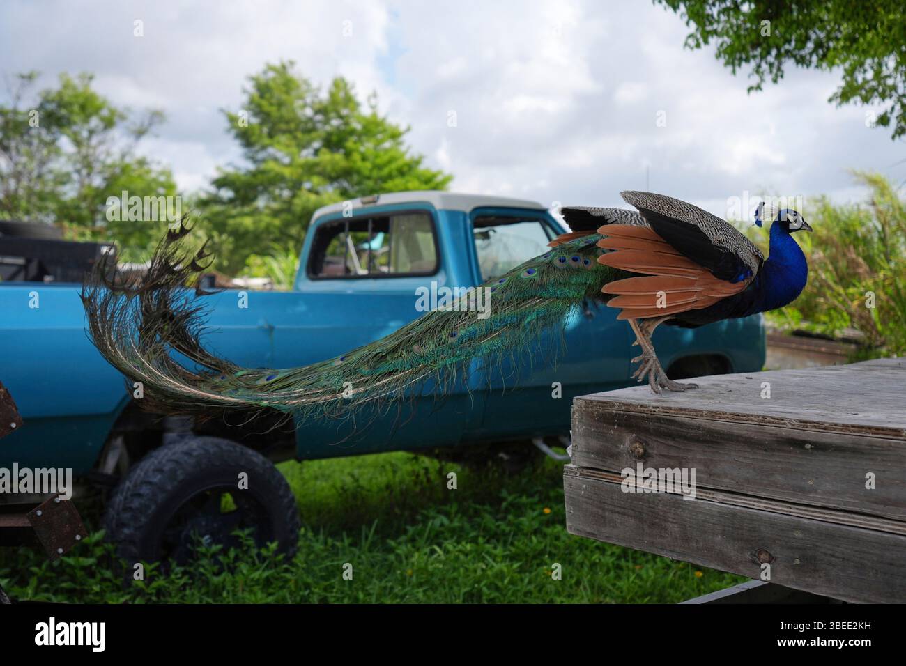 A peacock alights next to a pickup truck at Mack's Fish Camp, a family ...