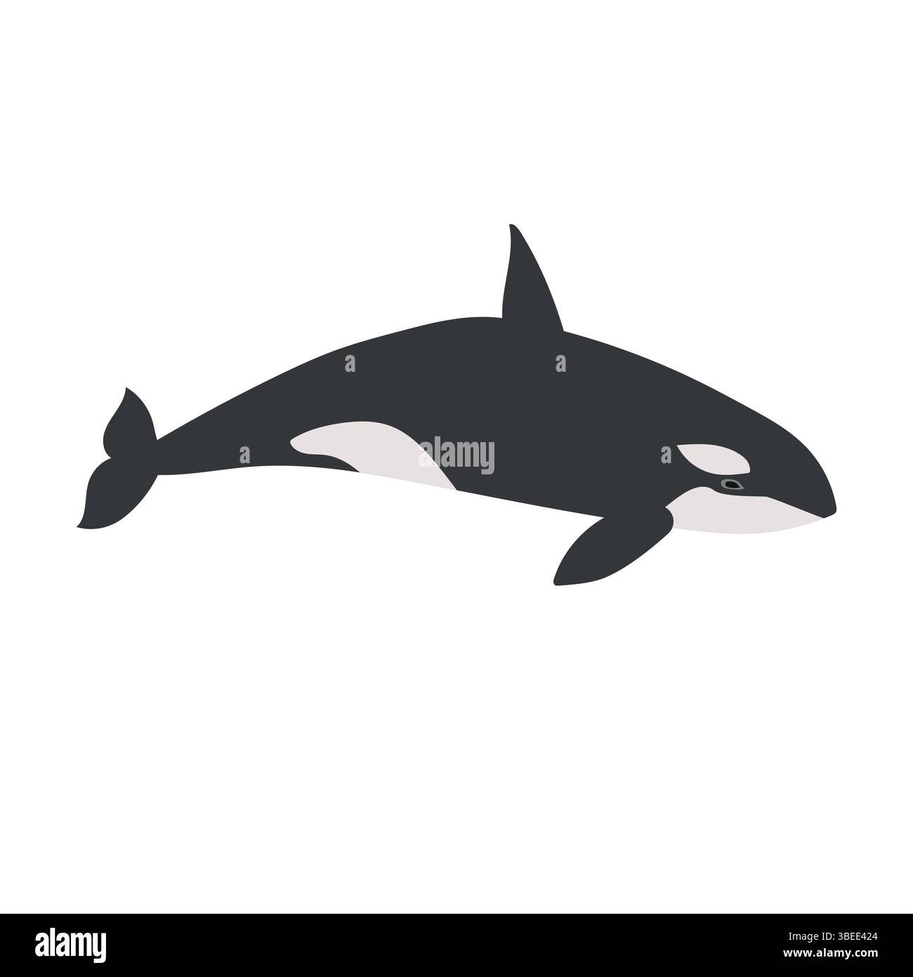 Vector flat hand drawn killer whale Stock Vector Image & Art - Alamy