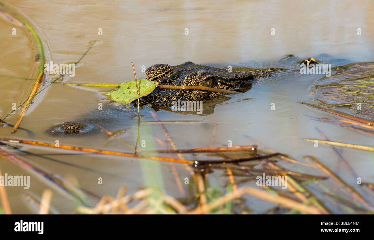 Salt water crocodile in Boomerang lagoon on the Mary river, Northern ...