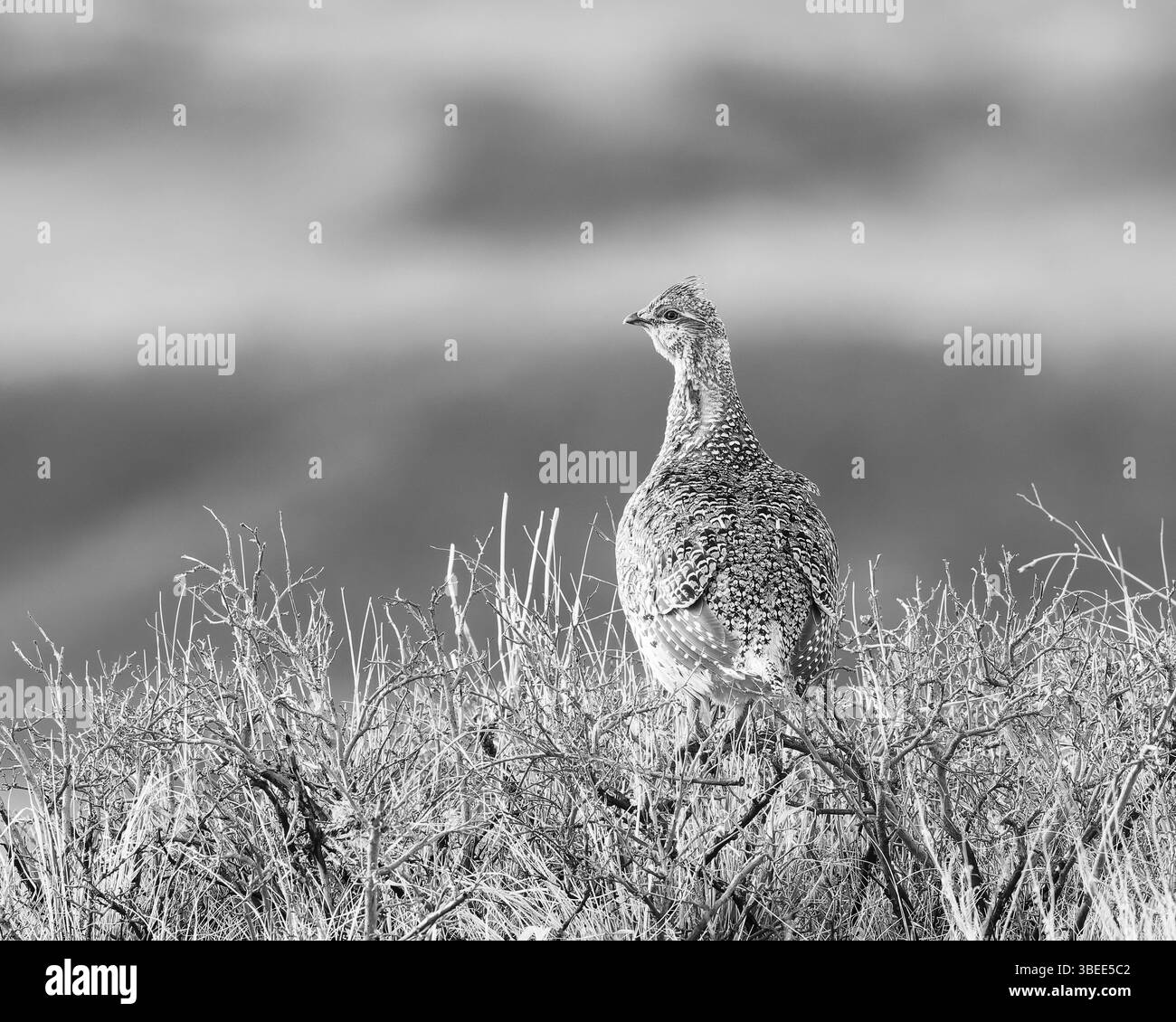 Male black grouse Black and White Stock Photos & Images - Alamy