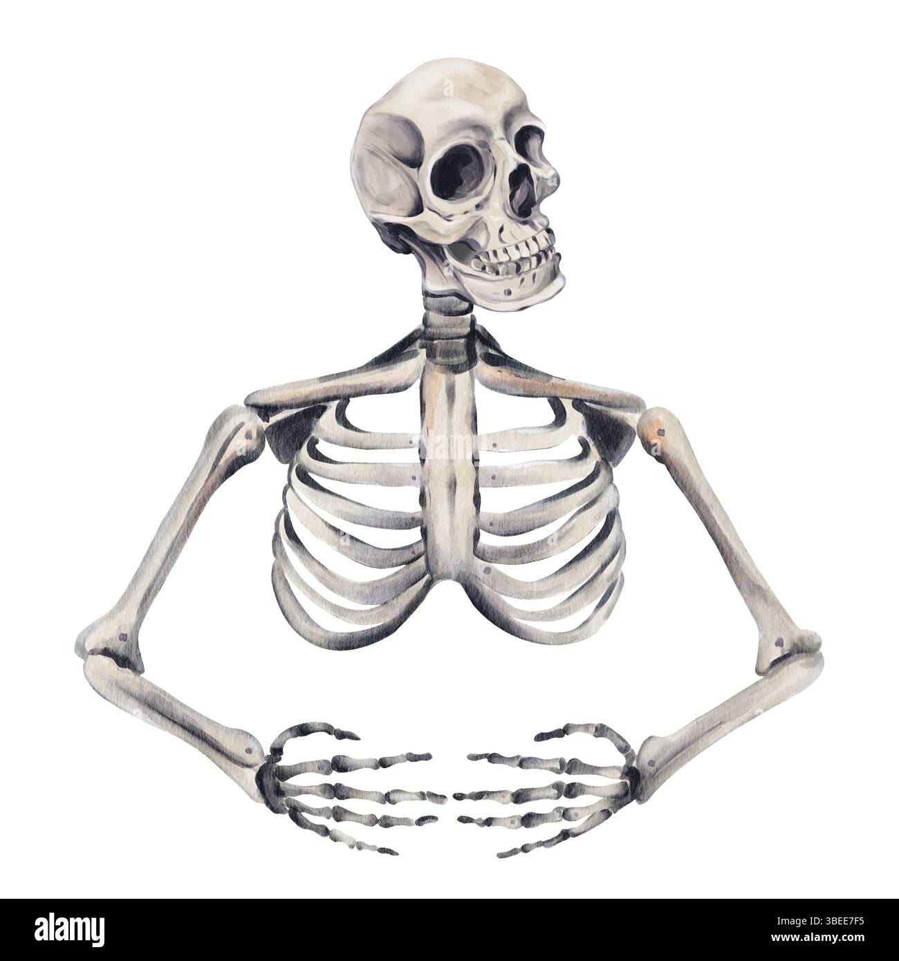 Human skeleton. Skull turned to the side. Bones and chest. Half of the ...