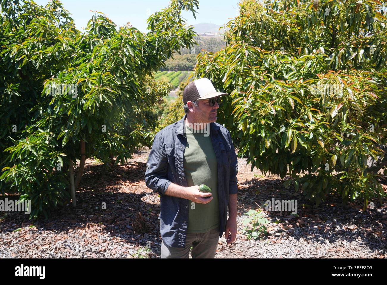 Andreas Tompros tours his avocado farm, Ridgecrest Avocados, in Somis ...