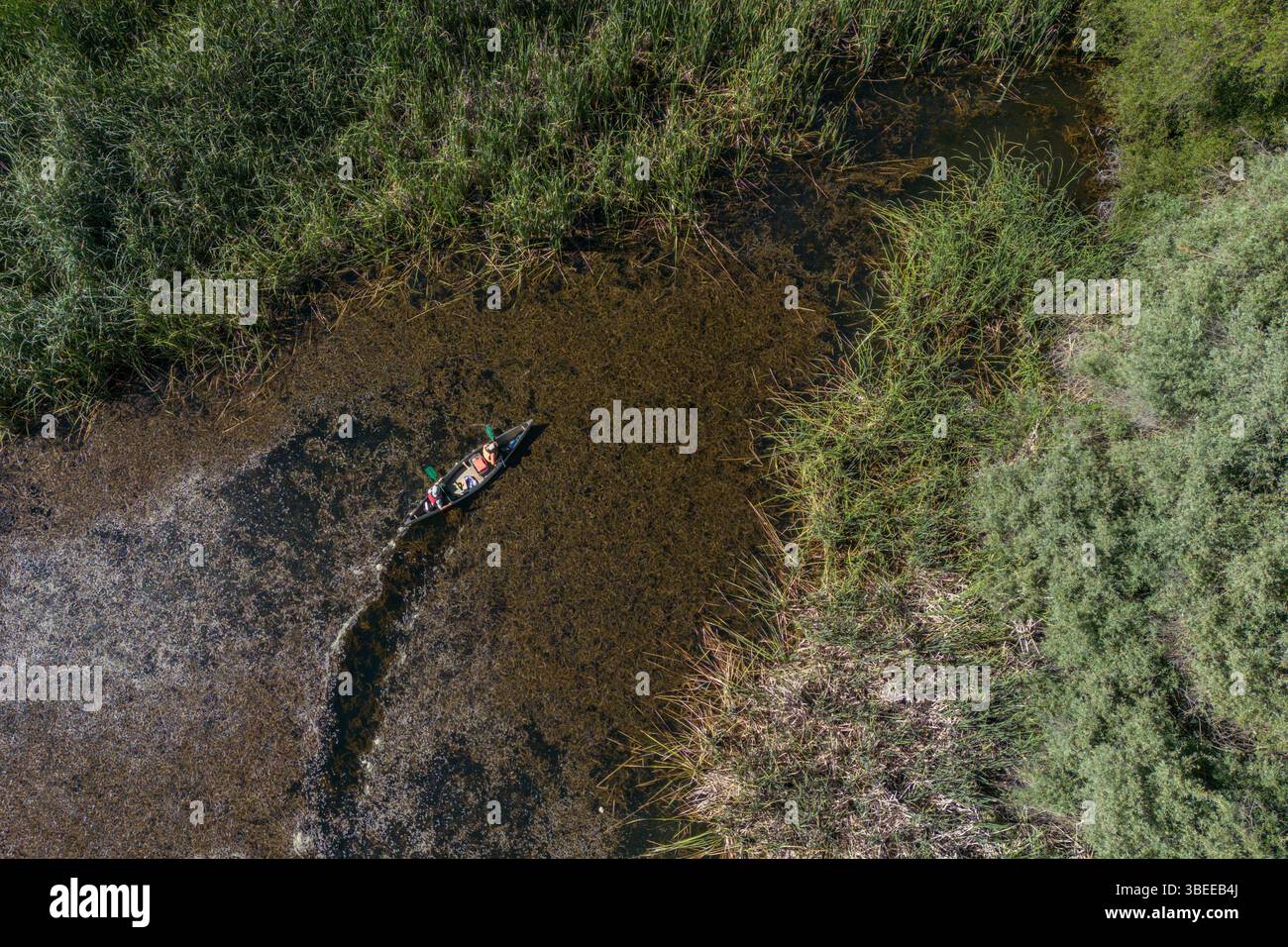A canoe paddling through a swamp with dense vegetation as seen from ...