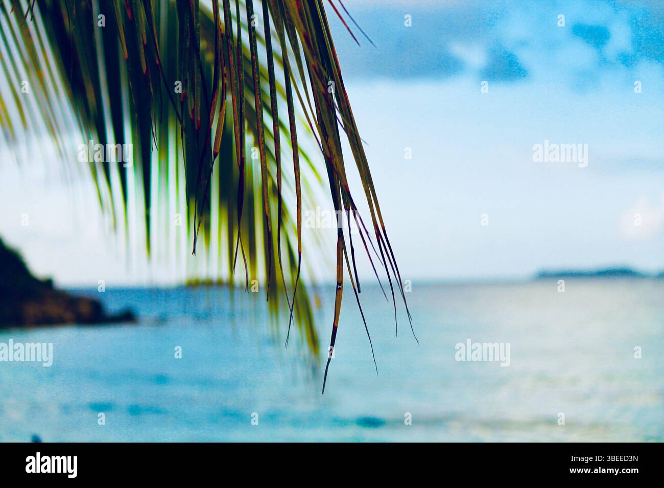 Palm tree in the Virgin Islands Stock Photo - Alamy