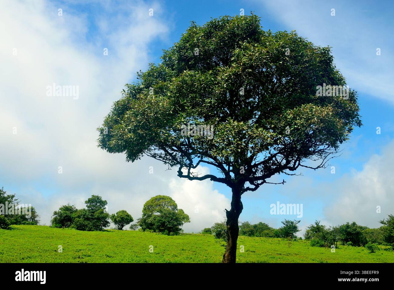 The Kas Plateau Reserved Forest, also known as the Kaas Pathar, is a ...