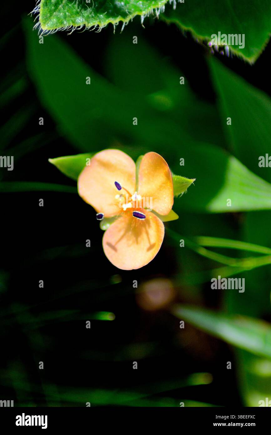 Seasonal wild flowers at the Kas Plateau Reserved Forest, also known as ...