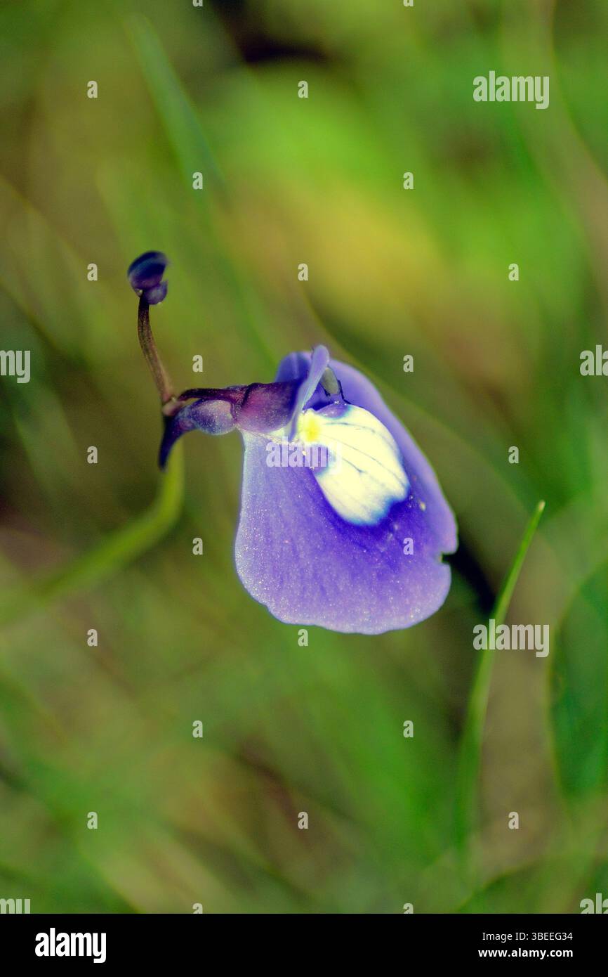 Seasonal wild flowers at the Kas Plateau Reserved Forest, also known as ...