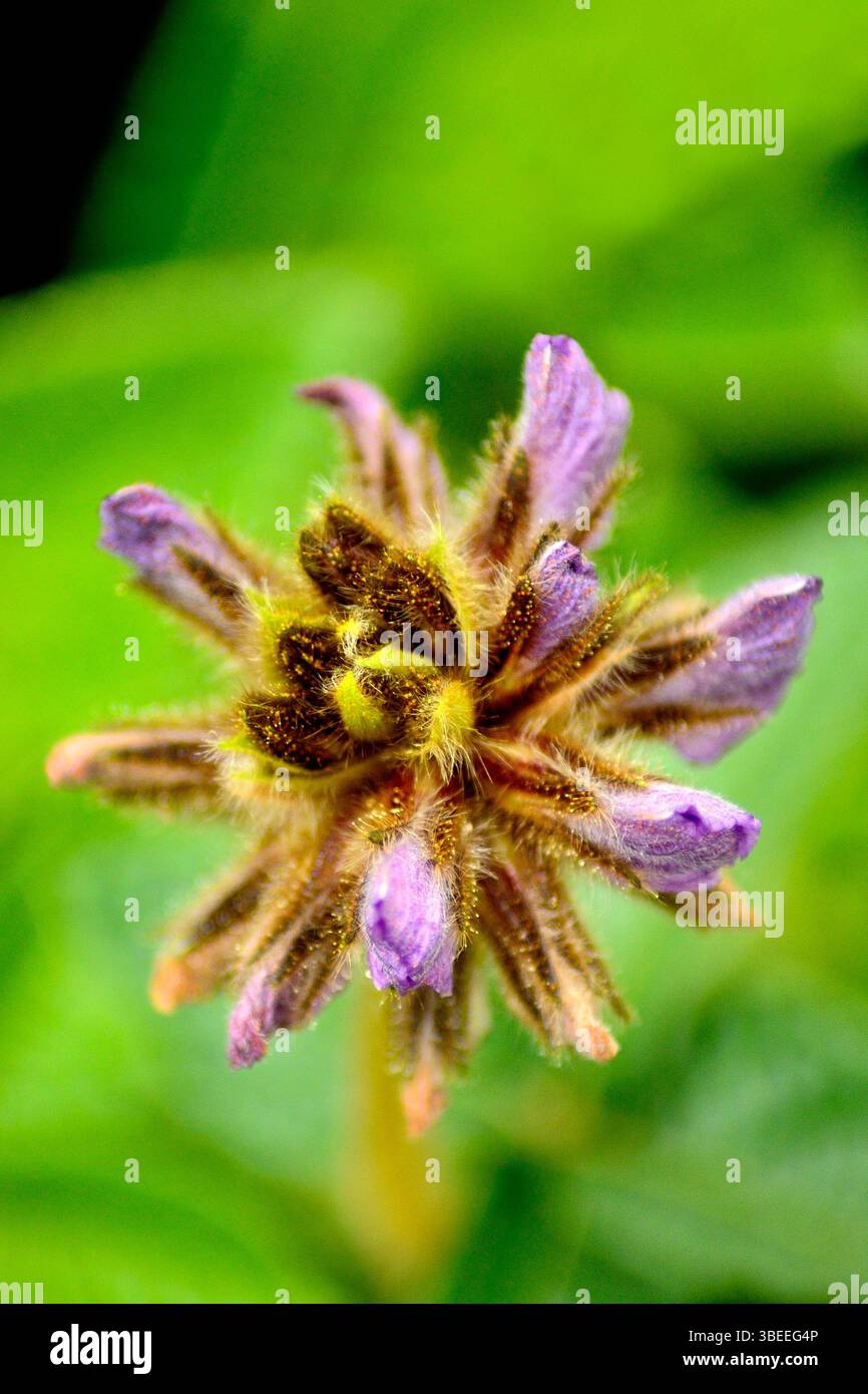 Seasonal wild flowers at the Kas Plateau Reserved Forest, also known as ...