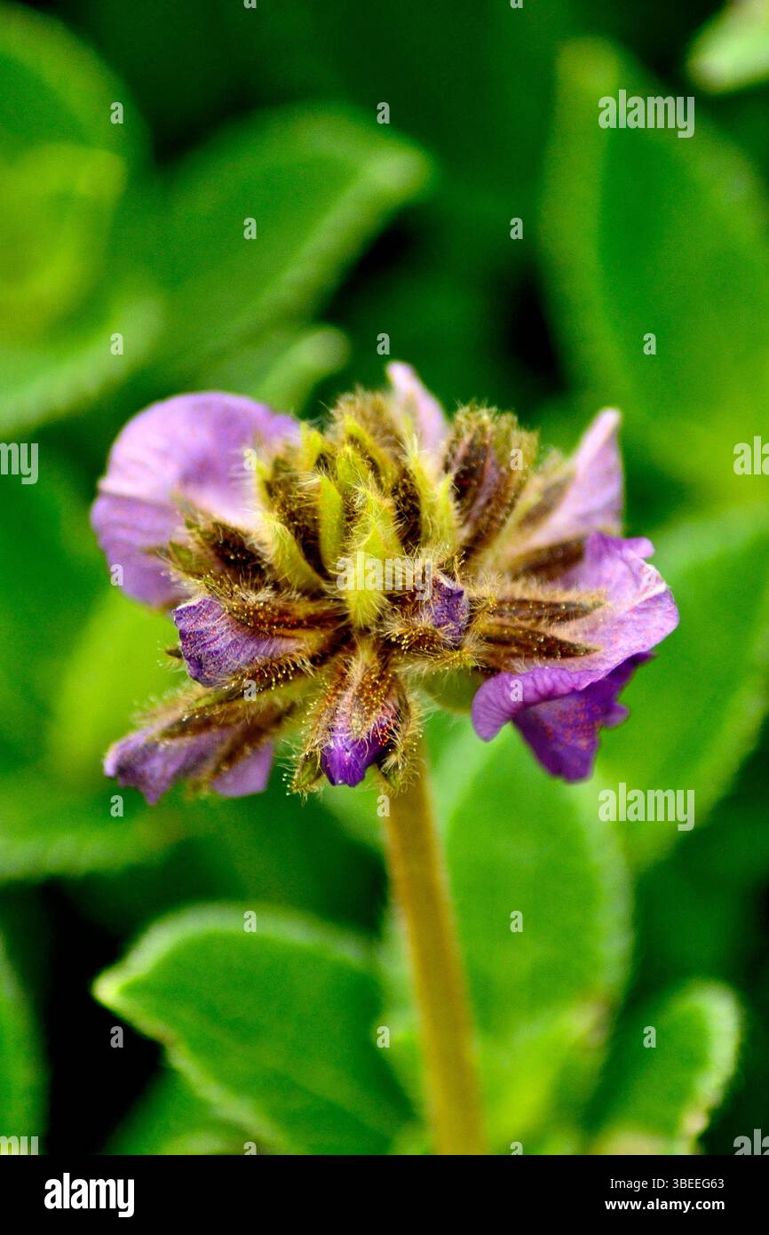Seasonal wild flowers at the Kas Plateau Reserved Forest, also known as ...