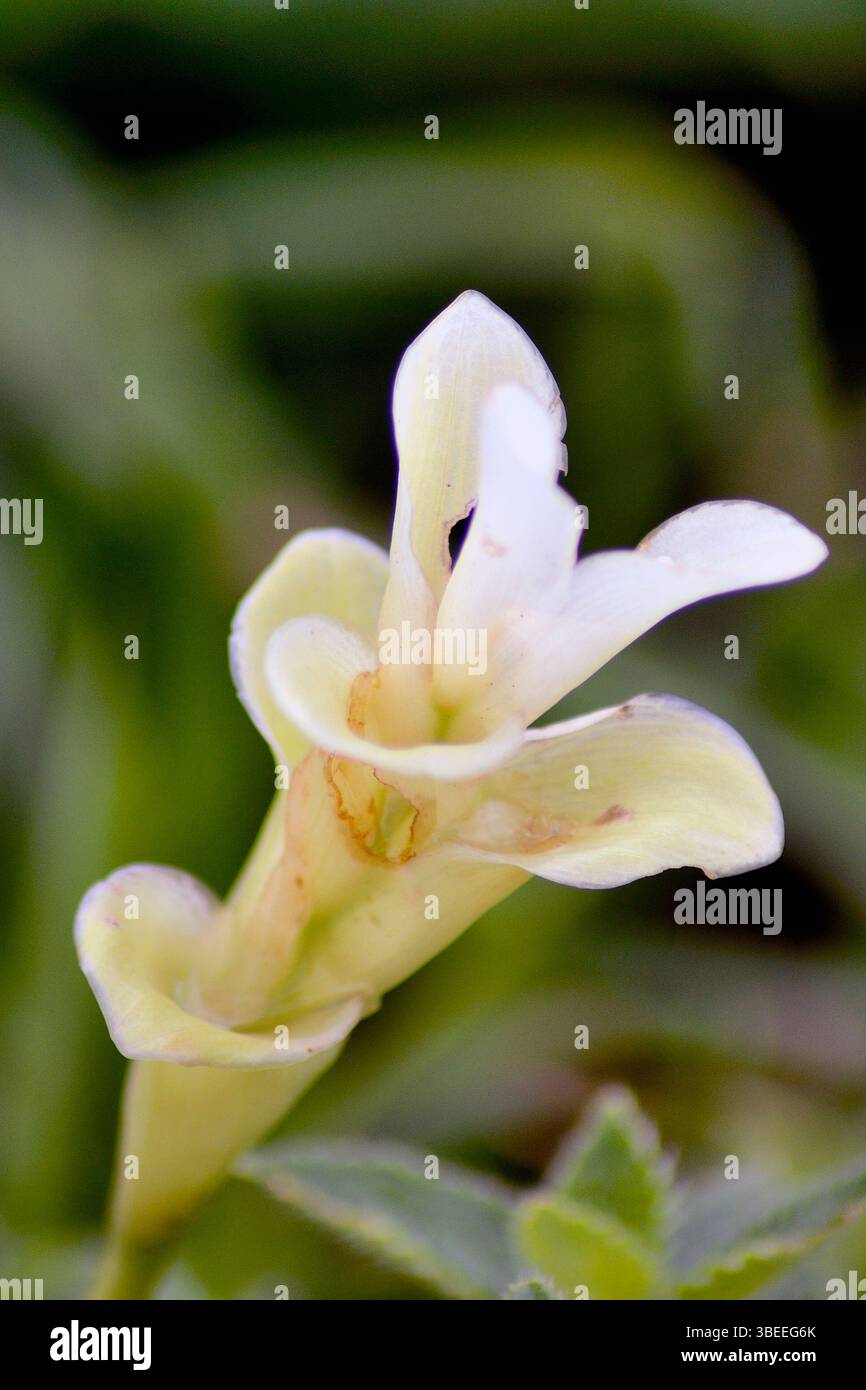 Seasonal wild flowers at the Kas Plateau Reserved Forest, also known as ...