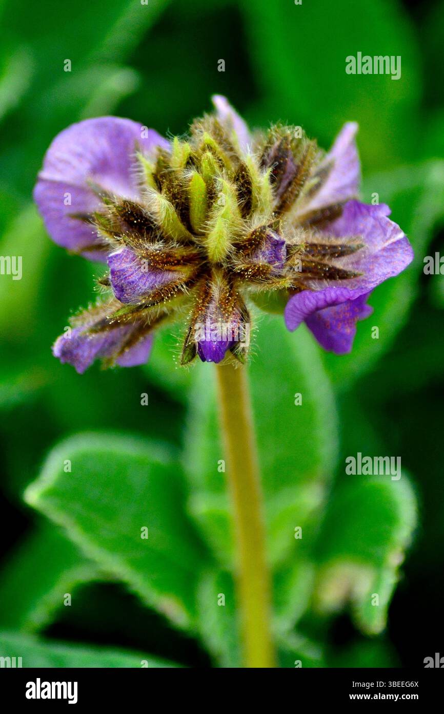 Seasonal wild flowers at the Kas Plateau Reserved Forest, also known as ...