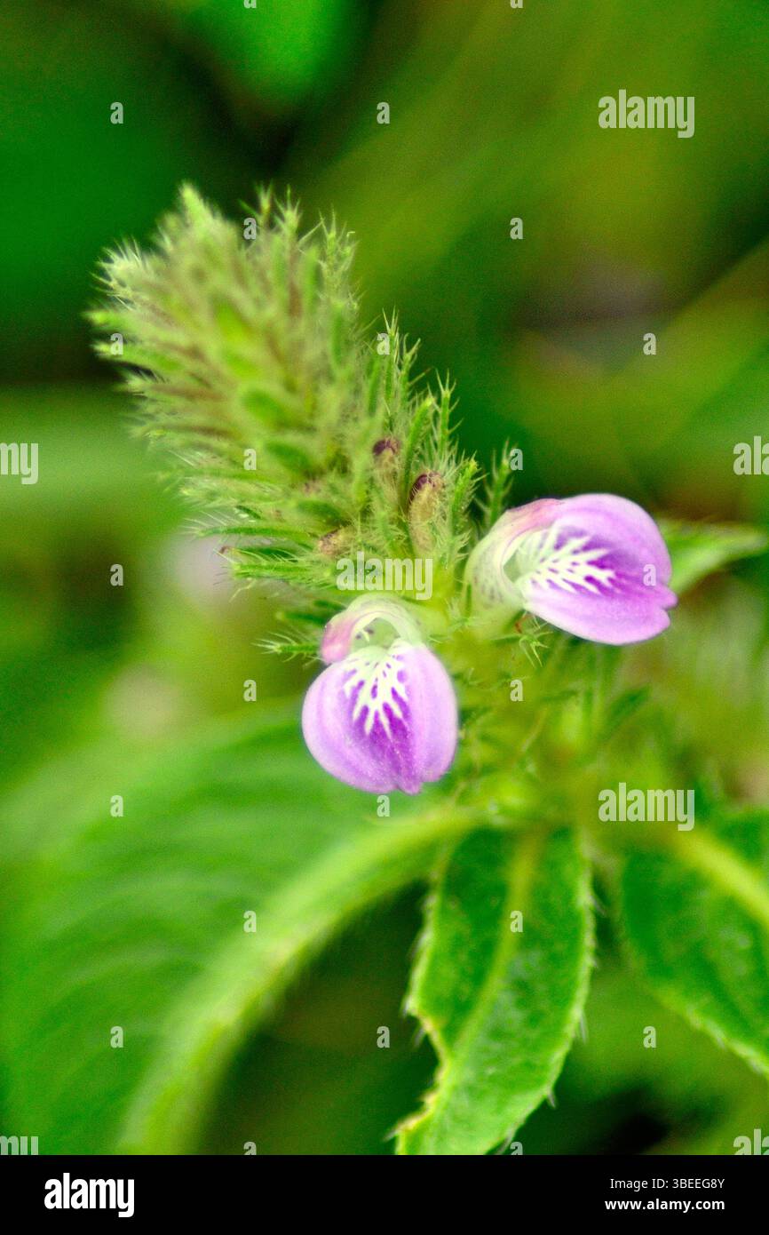 Seasonal wild flowers at the Kas Plateau Reserved Forest, also known as ...