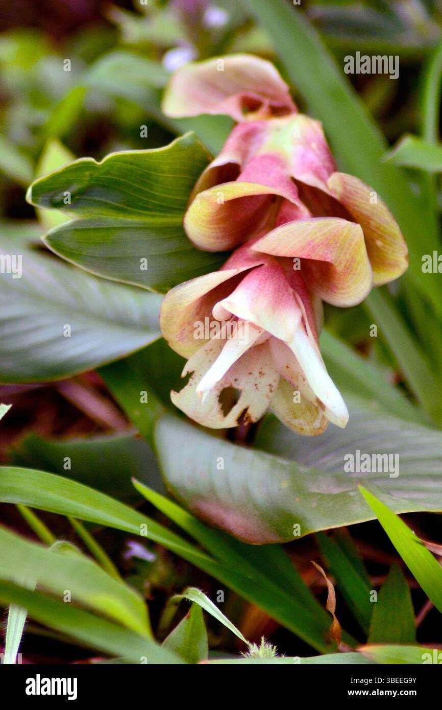 Seasonal wild flowers at the Kas Plateau Reserved Forest, also known as ...