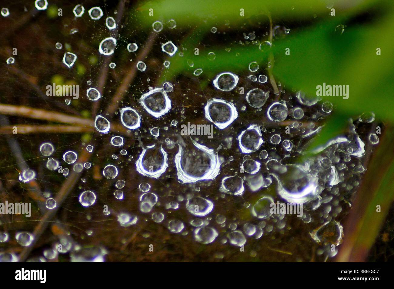 Spider web, The Kas Plateau Reserved Forest, also known as the Kaas ...
