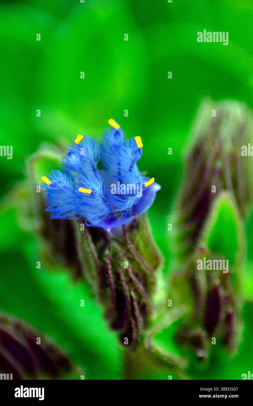 Seasonal wild flowers at the Kas Plateau Reserved Forest, also known as ...