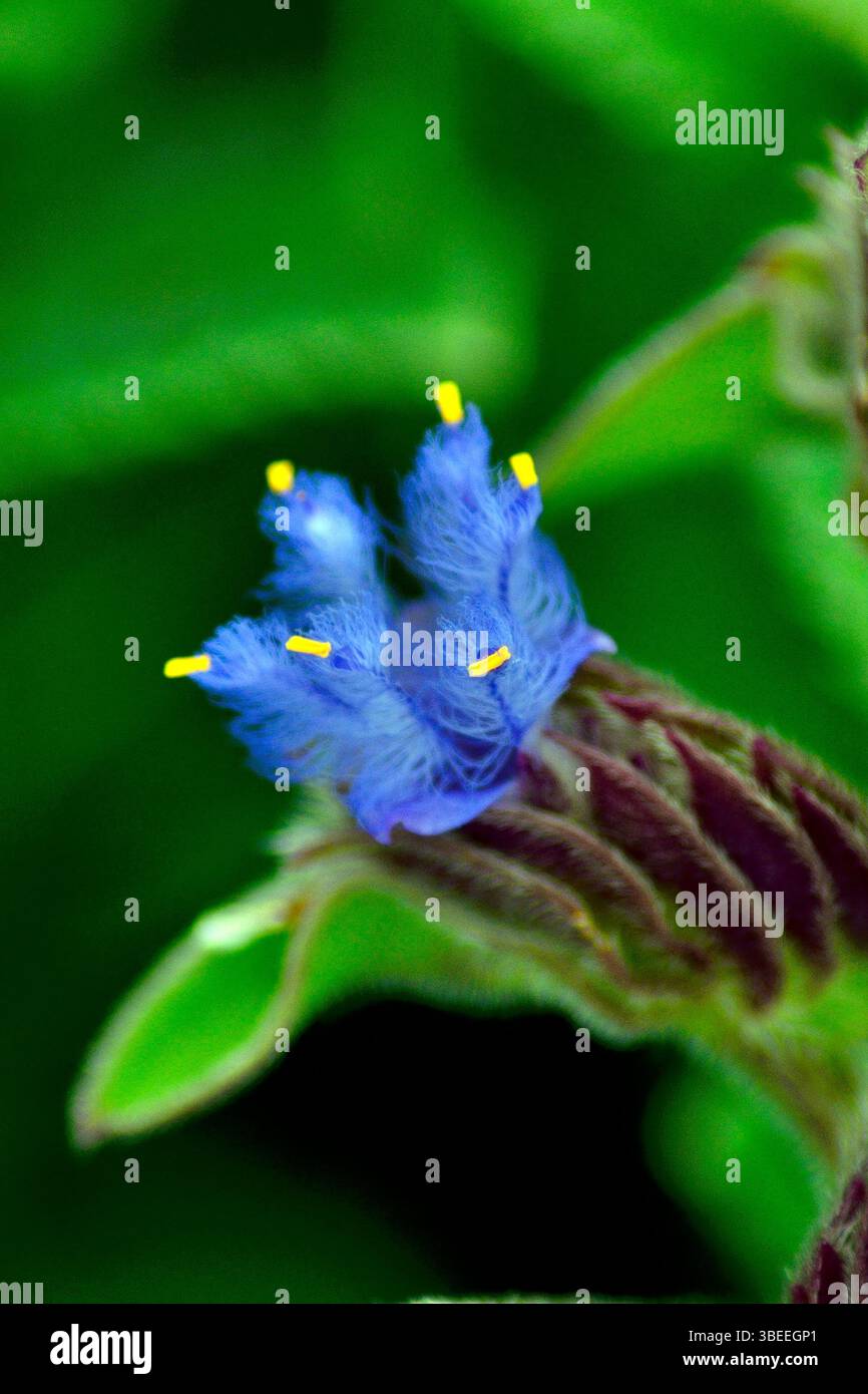 Seasonal wild flowers at the Kas Plateau Reserved Forest, also known as ...