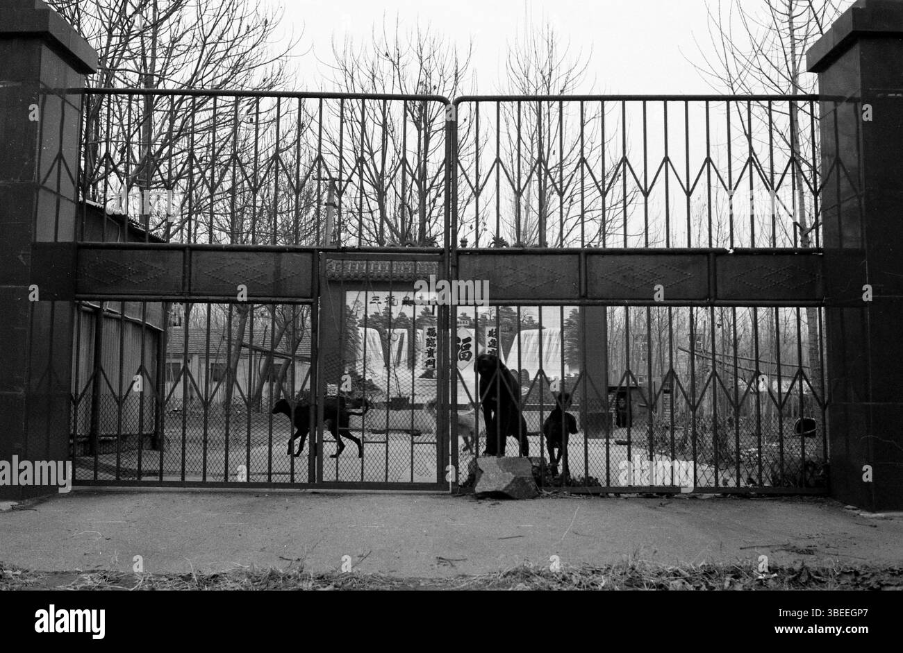 Dogs in rural areas hi-res stock photography and images - Alamy