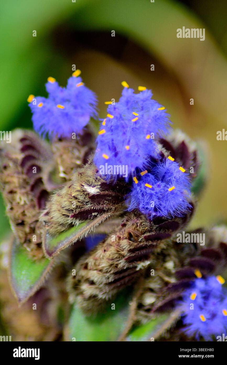 Seasonal wild flowers at the Kas Plateau Reserved Forest, also known as ...