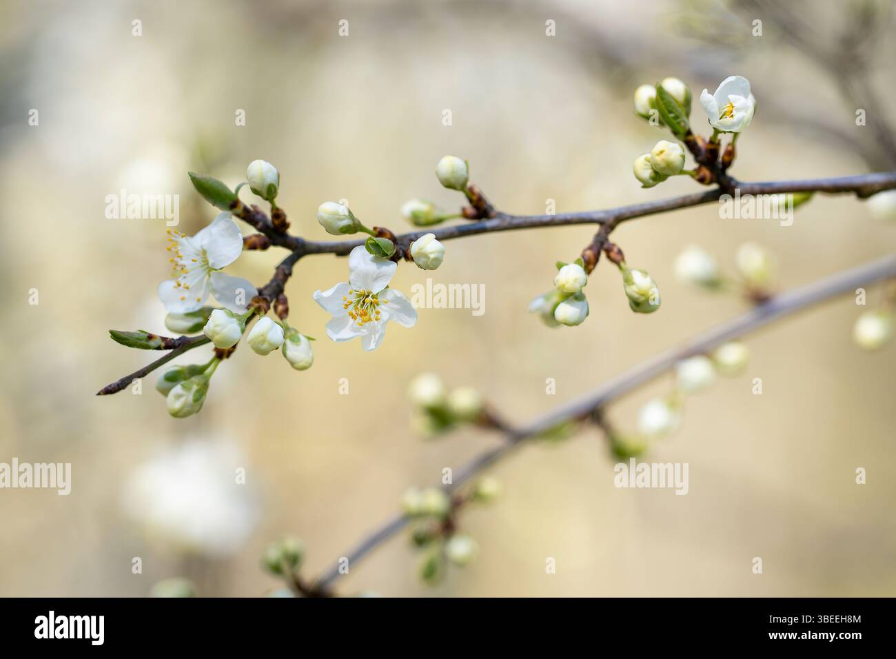 Flowers of damson tree in spring. Spring background. White damson ...